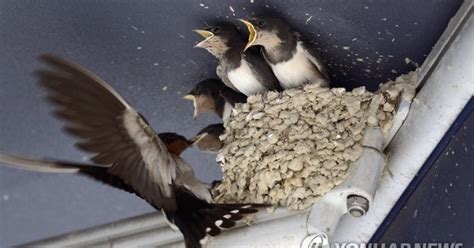 강남 갔던 제비 제주로 돌아왔다