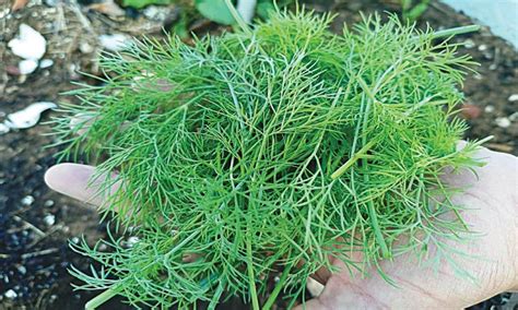 Gardening Lose Your Heart To Dill Newspaper Dawncom