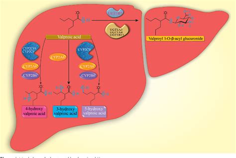 Figure 1 From Pharmacogenetic Variants Of Cyp2c9 And Cyp2c19 Associated