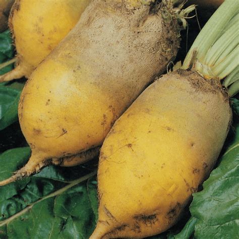 Buy Fodder Beet By Kings Seeds Online Kings Seeds Nz