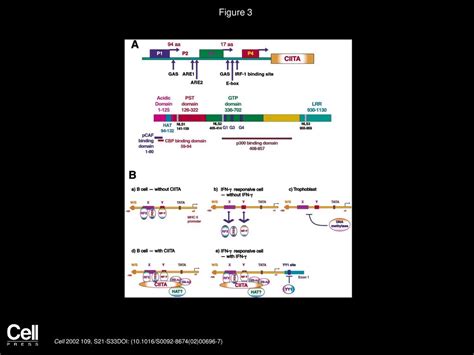 Genetic Control Of Mhc Class Ii Expression Ppt Download