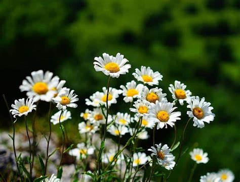 Marguerite Plantation Entretien Et Floraison Des Marguerites