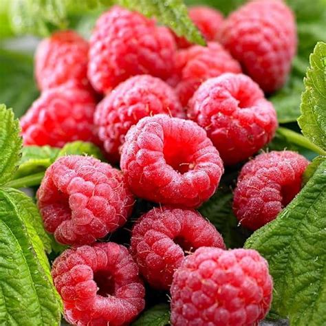 2 Thornless Raspberry Plants Live For Planting Red Raspberry Bushes