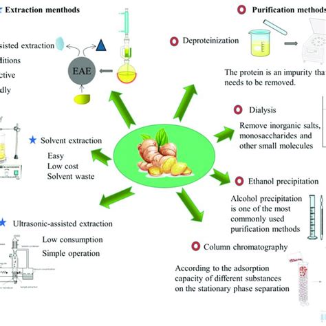 Methods For Extraction And Purification Of Ginger Polysaccharides