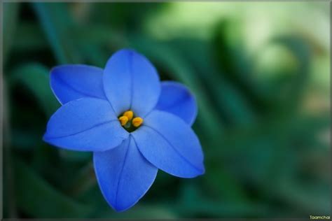 ハナニラ 花韮 by ted hym ID12301782 写真共有サイト PHOTOHITO