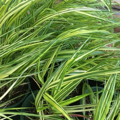 Hakonechloa Macra ‘aureola Yellow House Heritage Perennials