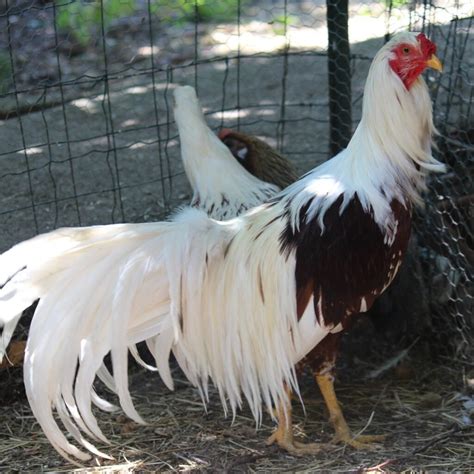 20 Most Beautiful Ornamental Chickens For Backyard Farming