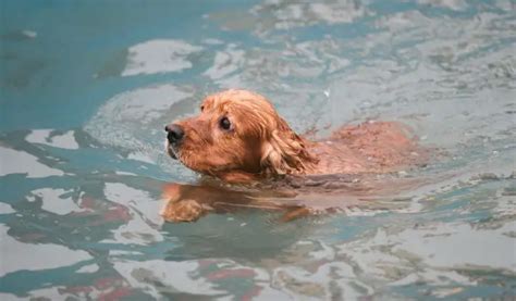 How To Train A Cocker Spaniel Quickly And Easily Easy Spaniel Training