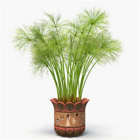 Cyperus Papyrus Plant Pot 3d Model Turbosquid 1195356