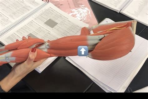 Muscles Of The Arm Anterior Compartment All Have Actions At The Elbow