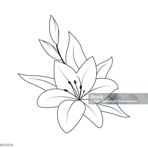 백합 꽃입니다 피는 백합 식물 백합 꽃 실루엣입니다 디자인 요소 0명에 대한 스톡 벡터 아트 및 기타 이미지 0명 개체