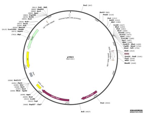 Ptrv2质粒图谱、载体图谱、序列、价格、抗性、测序引物、大小等信息 生物风载体