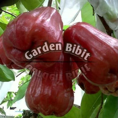 Jual Bibit buah jambu air citra jambu air non biji original | Shopee ...