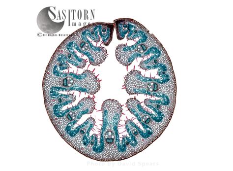 Light Micrograph Transverse Section Of A Leaf Of Marram Grass