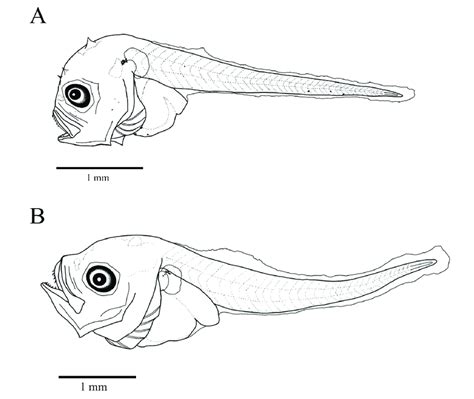 Preflexion Larvae Of A Collichthys Lucidus 4 44 Mm Nl Pkui 816 And