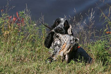 English Cocker Spaniel Dog Breed Information