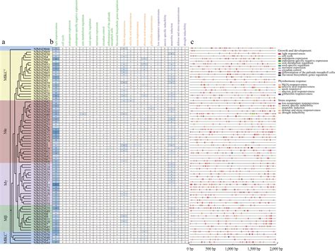 Genome Wide Identification Characterization Evolution And Expression