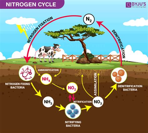 Nitrogen Cycle Easy Diagram Nitrogen Cycle Diagram Sanders Doreas The