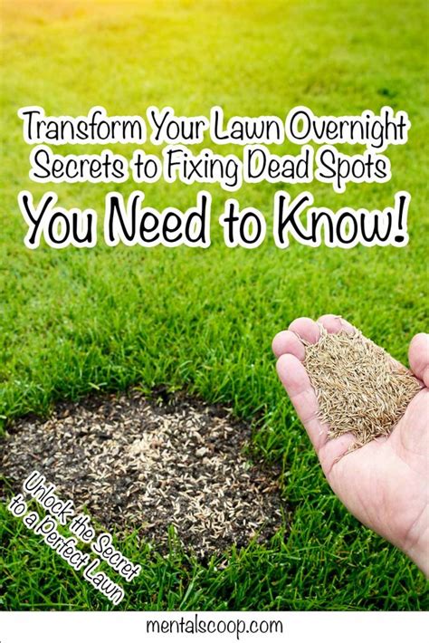 Transform Your Lawn Overnight Secrets To Fixing Dead Spots You Need To