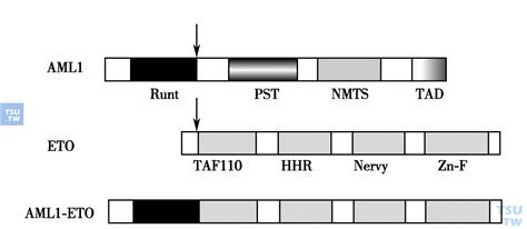 核心结合因子（core Binding Factor，cbf）的异常与白血病 血液病学 天山医学院