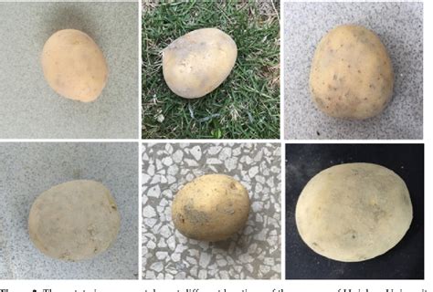 Figure From Potato Surface Defect Detection Based On Deep Transfer Learning Semantic Scholar