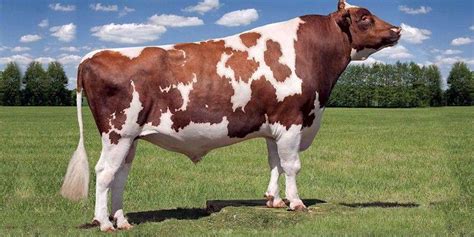 Ayrshire Cattle Info Size Lifespan Uses And Pictures