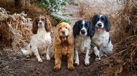 Cocker Spaniel Vs Springer Spaniel Petsradar