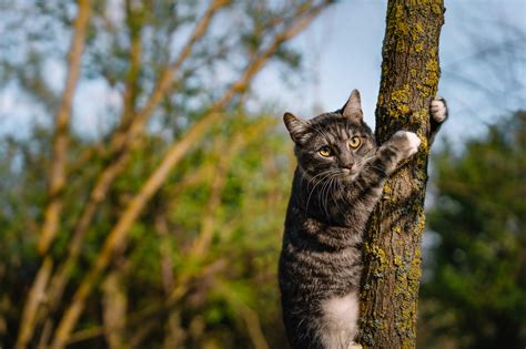 95 000 Tree Cat Pictures