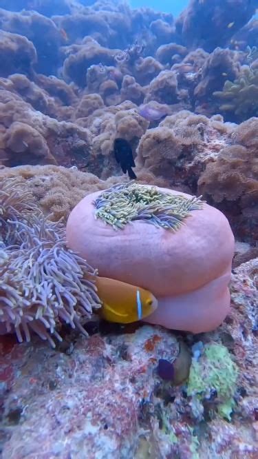 Breathtaking Underwater Photos Capture Exotic Marine Life In Remote