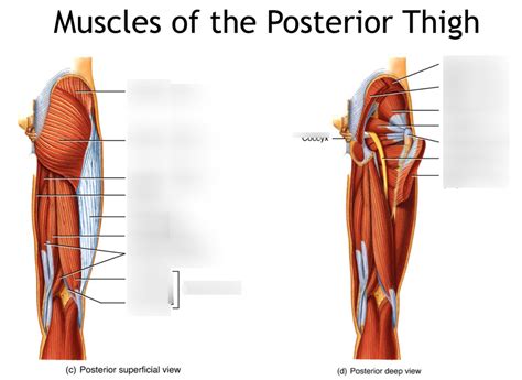 Muscles Posterior Thigh Diagram Quizlet