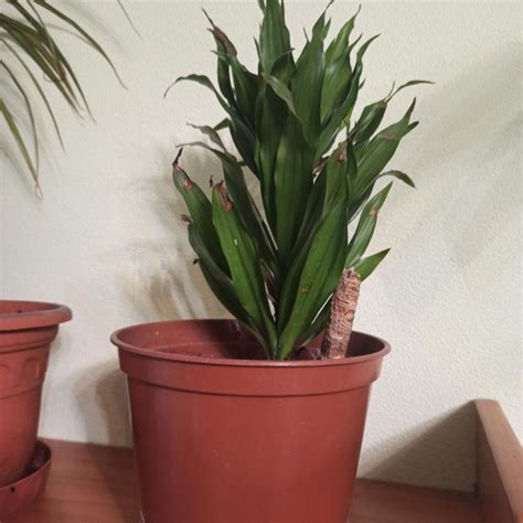 Драцена купить в Красноярске цена 190 руб дата размещения 02 12 2024 Растения и семена