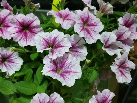 矮牵牛 美声系列 花园植物 藤本月季网