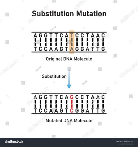 Substitution Mutation Scientific Design Vector Illustration Stock Vector Royalty Free