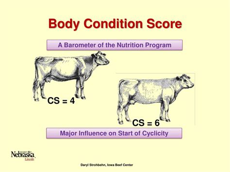 Ppt Reproductive Management In Beef Cattle Estrous Synchronization