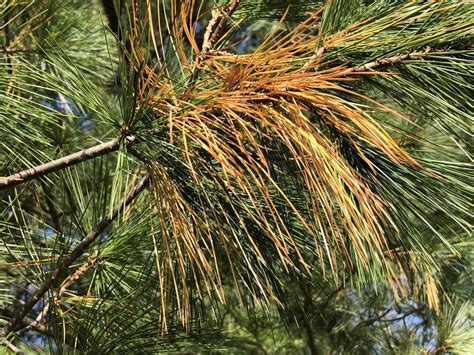 Senescence Vs Abscission Perbedaan Dan Perbandingan