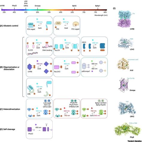 Optogenetics For Transcriptional Programming And Genetic Engineering Trends In Genetics