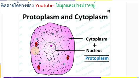 Protoplasm คืออะไร What Is Protoplasm Youtube