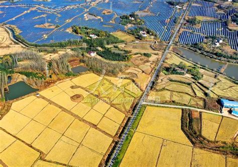 安徽六安：大地染金好“丰”景 人民图片网