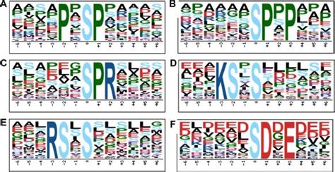 Identification Of The Conserved Phosphorylation Motifs Using The