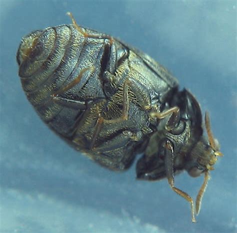 Pupa To Adult Trogoderma Glabrum Bugguide Net