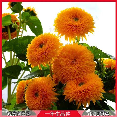 观赏向日葵 玩具熊
