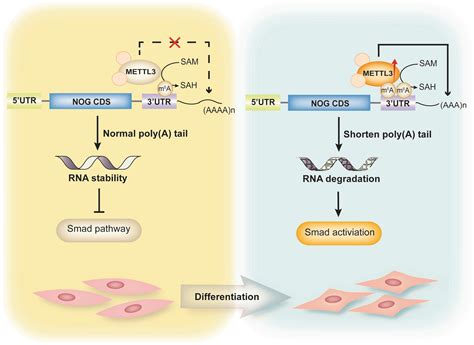 口腔医院邵龙泉教授团队在journal Of Translational Medicine发表关于牙髓损伤修复的最新研究成果 南方医科大学新闻中心