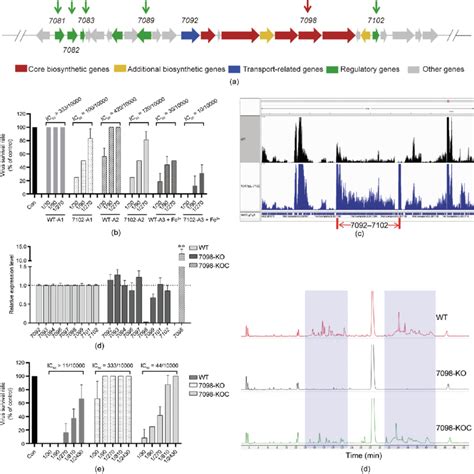 Analysis Of The Overexpression And Knockout Mutants Of Streptomyces Sp