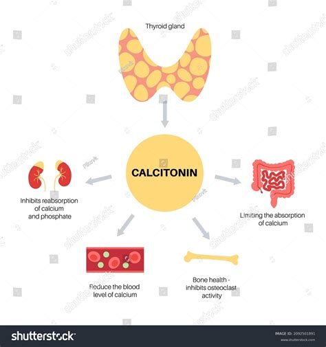 Parathyroid Hormone Calcitonin