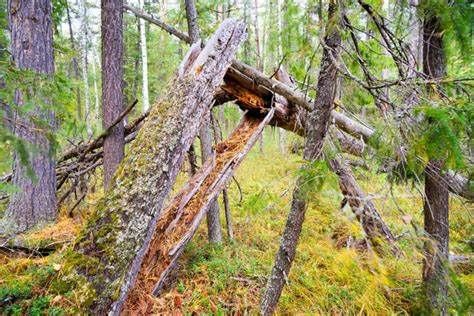7 Reasons To Cut Down Your Cedar Tree And When To Do It Tree Journey