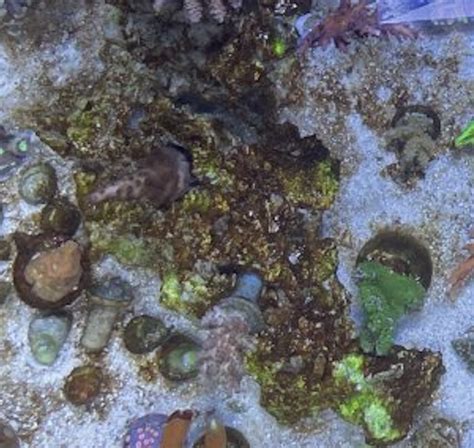 Microbacter Clean Before Vs After Reef2reef