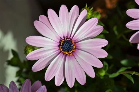 Bloem Fotografie Bloemen