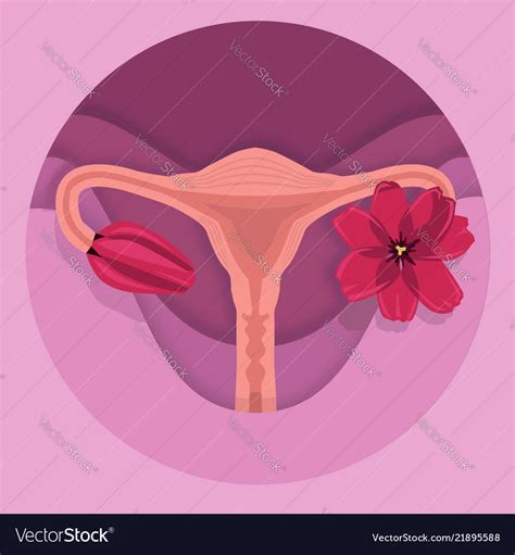 Uterus Royalty Free Vector Image Vectorstock