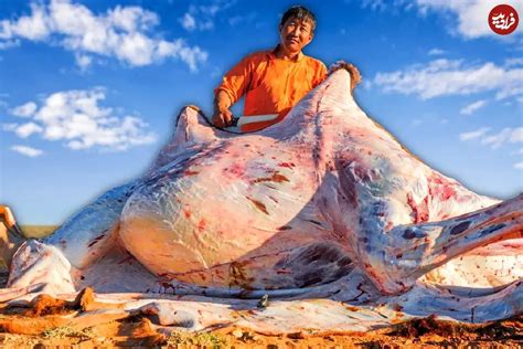 ویدئو غذای عشایری در مغولستان؛ پخت غذا با گوشت، شیر، دل و کوهان شتر
