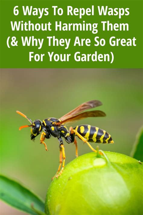How To Repel Wasps From Car At Amy Oconner Blog